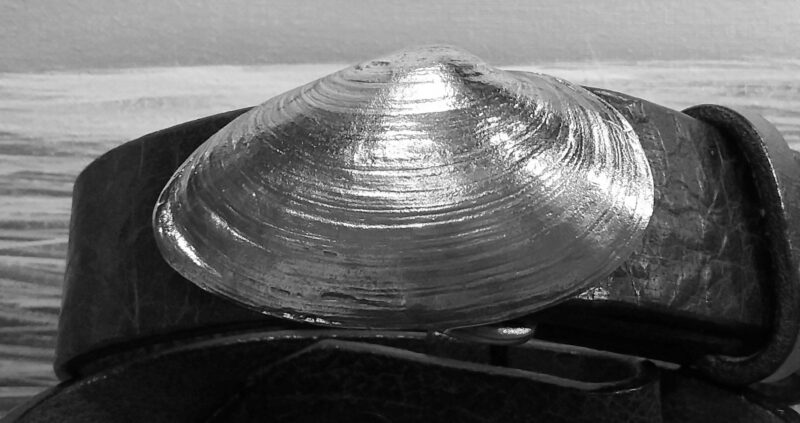 Soft Shell Steamer Clam Buckle - Cellar Leather